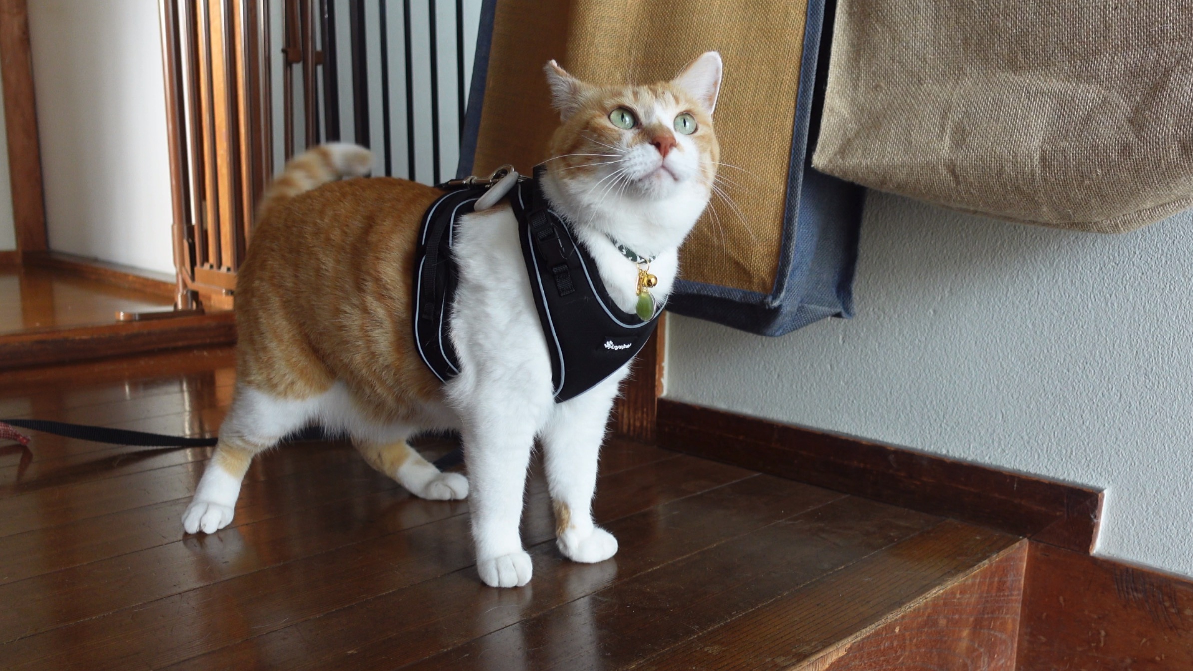 IMG_3286 | 元野良猫チャチャとR me